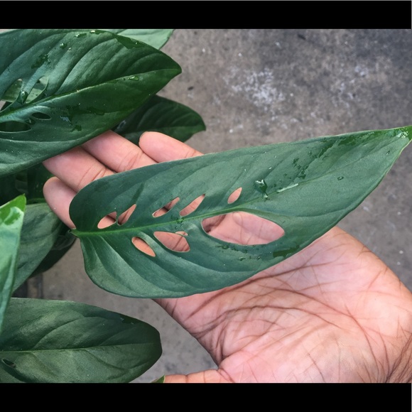 Other | Swiss Cheese Monstera Clippings | Poshmark